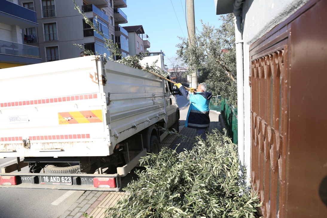 15 Bin Ton Budama Atığı Değerlendirildi | Sağlıklı Kentler Birliği